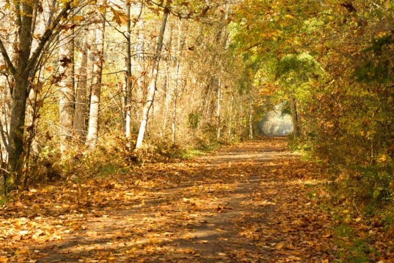 11 stunning locations to view the Fall colours in Victoria (PHOTOS)