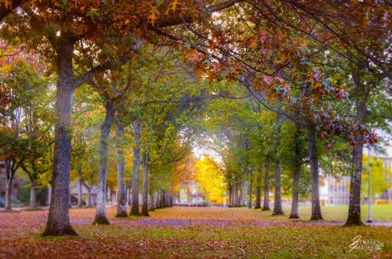 11 stunning locations to view the Fall colours in Victoria (PHOTOS)