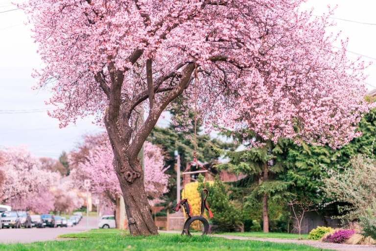 30 must-see cherry blossom locations in and around Victoria