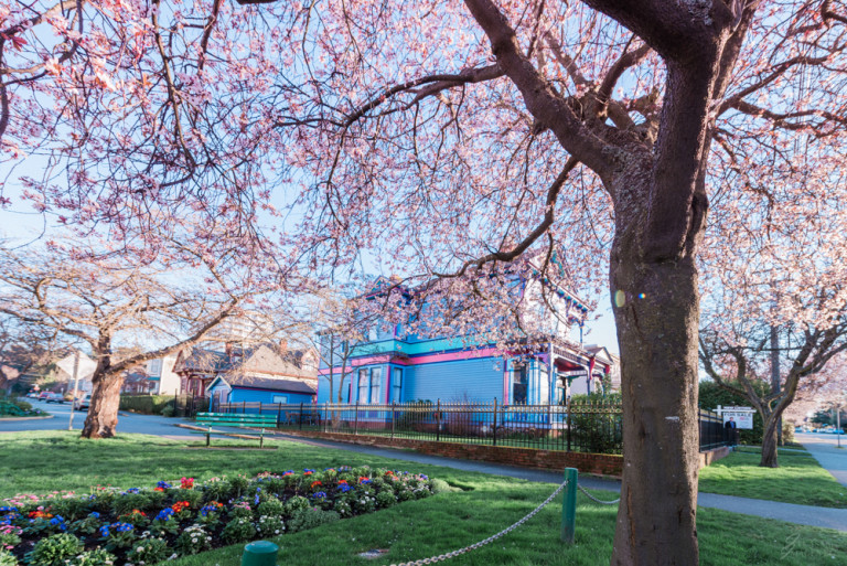 30 must-see cherry blossom locations in and around Victoria