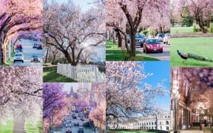 30 must-see cherry blossom locations in and around Victoria
