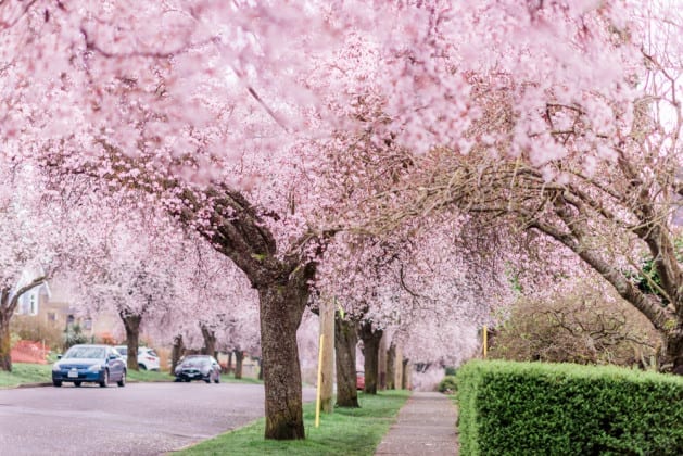 30 must-see cherry blossom locations in and around Victoria