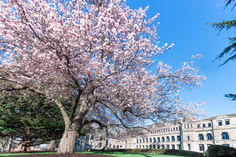 30 must-see cherry blossom locations in and around Victoria