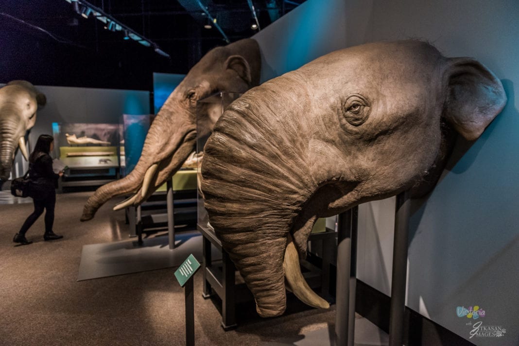See the World's Best-Preserved Woolly Mammoth in Victoria!