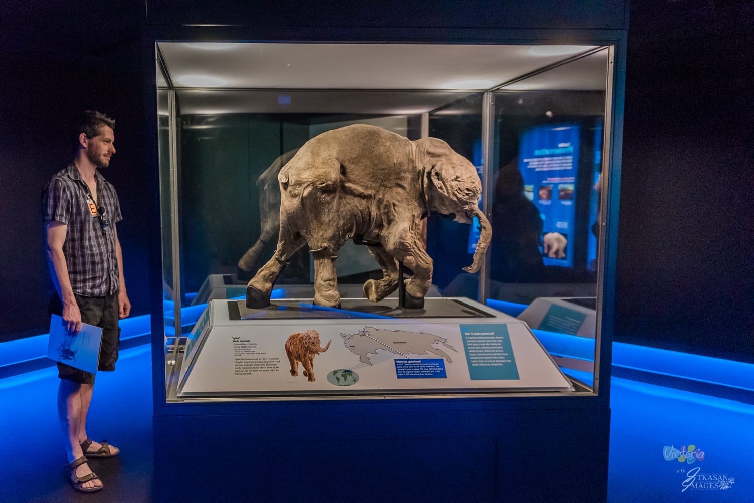 See the World's Best-Preserved Woolly Mammoth in Victoria!