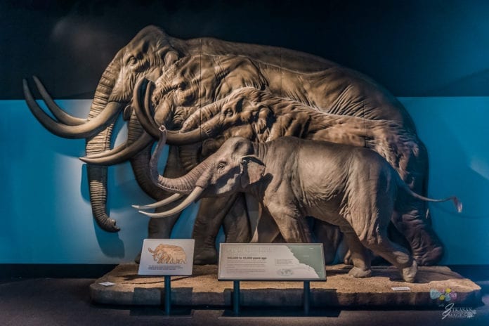 See the World's Best-Preserved Woolly Mammoth in Victoria!