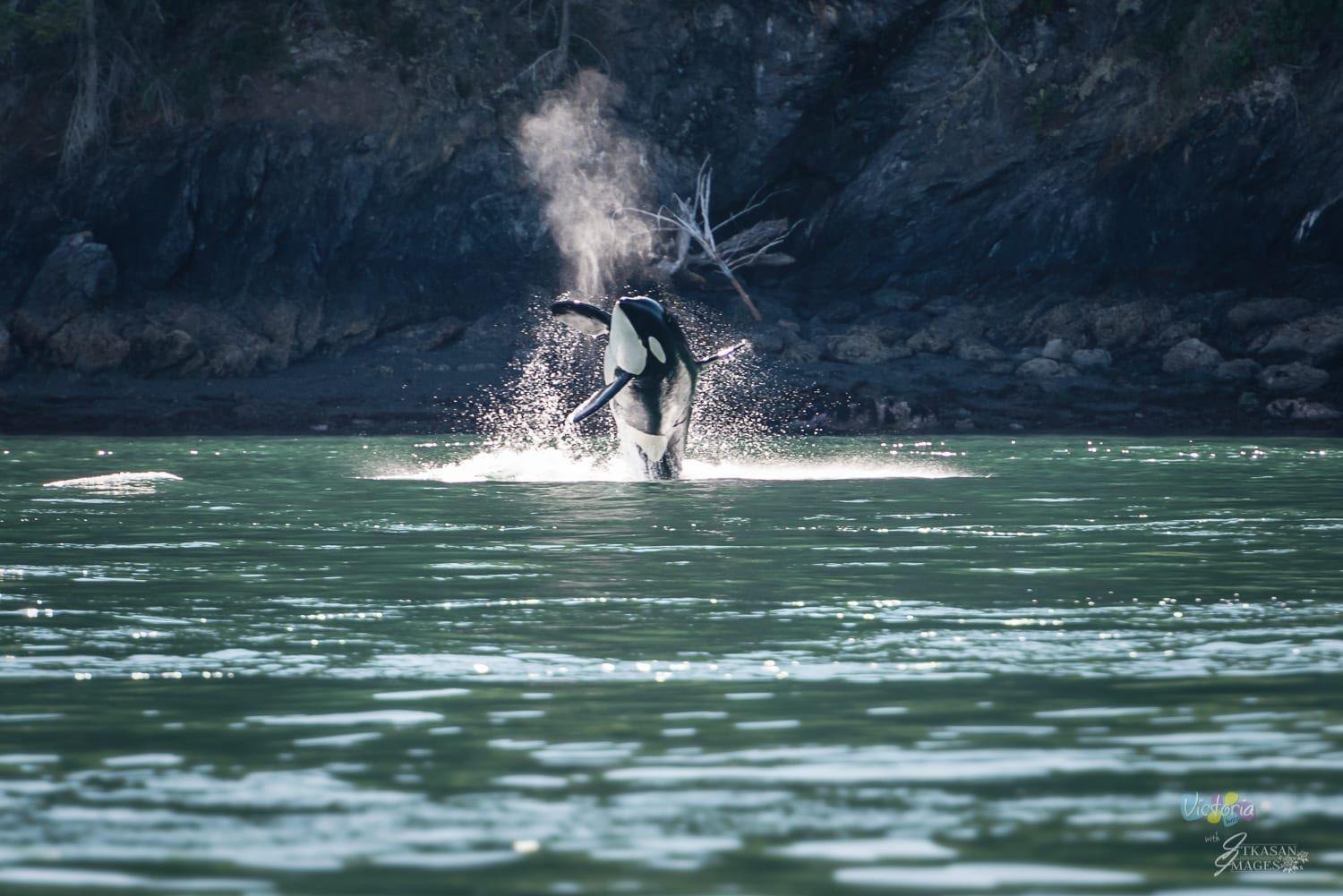 103-year-old Orca and family visit Victoria waters over weekend