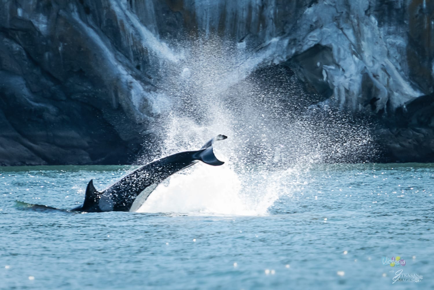 103-year-old Orca and family visit Victoria waters over weekend
