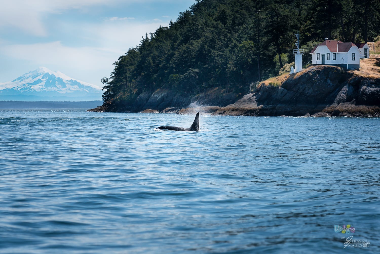 103-year-old Orca and family visit Victoria waters over weekend