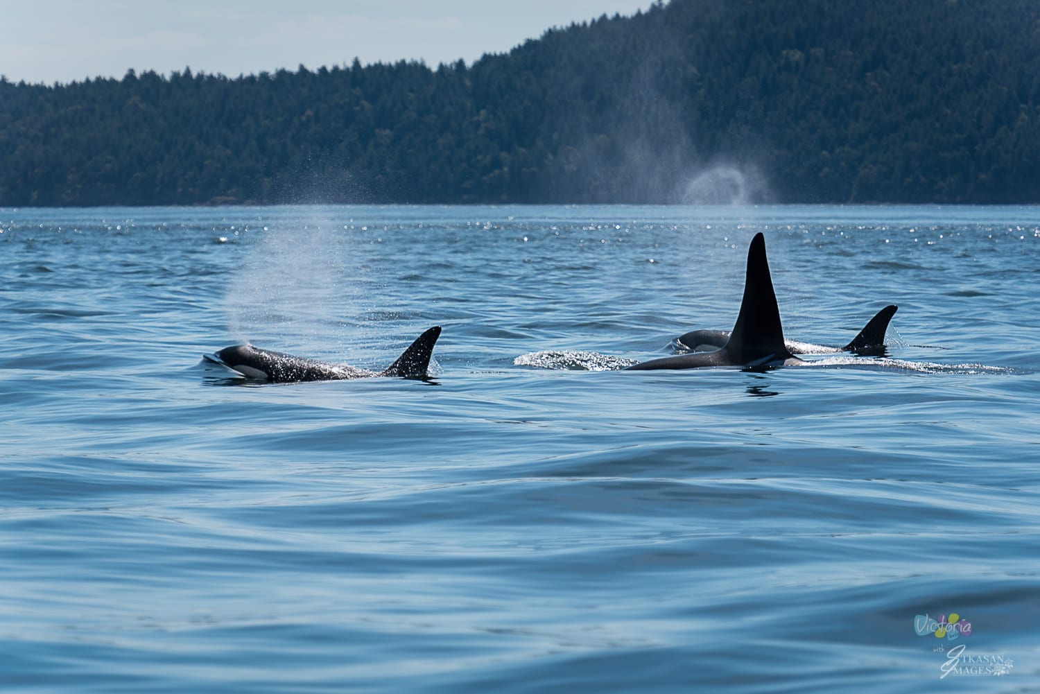 103-year-old Orca and family visit Victoria waters over weekend