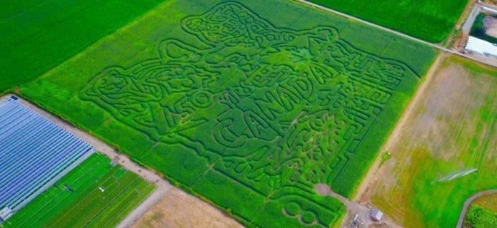 Celebrate Canada 150 at this massive corn maze in North Saanich