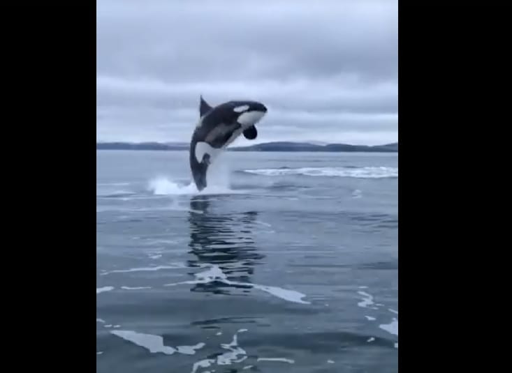 Check out this epic video of an orca breaching near Victoria (VIDEO)