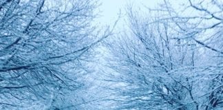 37 incredible shots of snow in Victoria over the past 48 hours (PHOTOS)