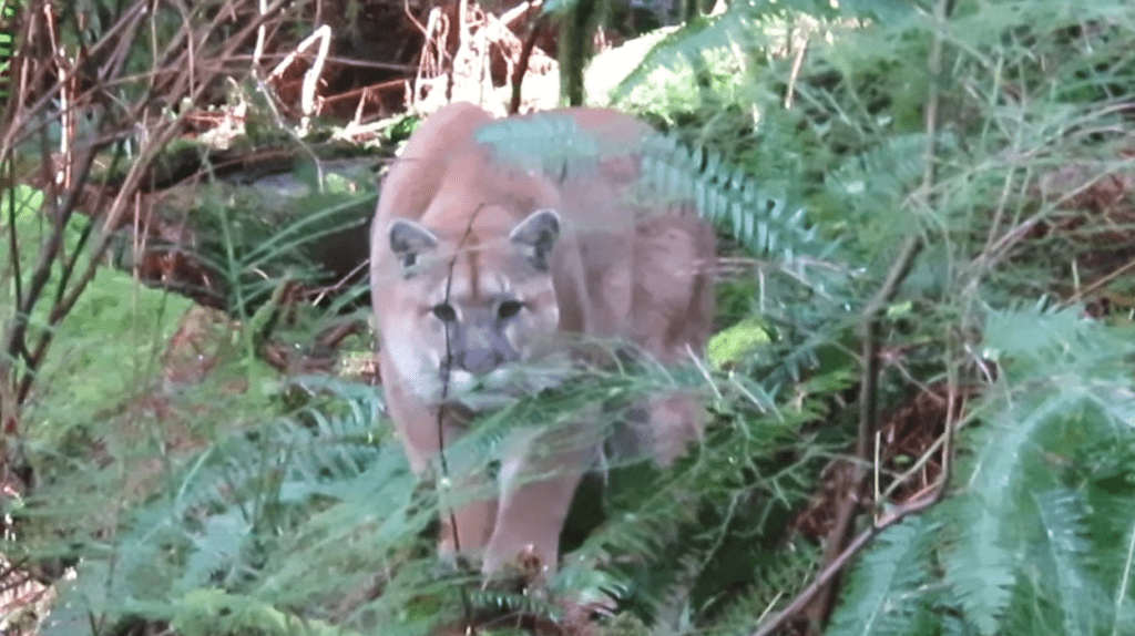 Cougar stalking Vancouver Island man captured on camera (VIDEO)