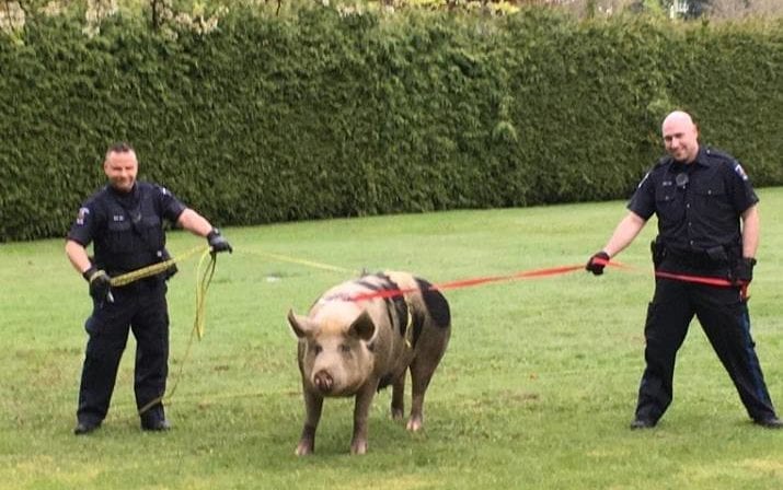 Saanich Police wrangle escaped pig (PHOTOS)