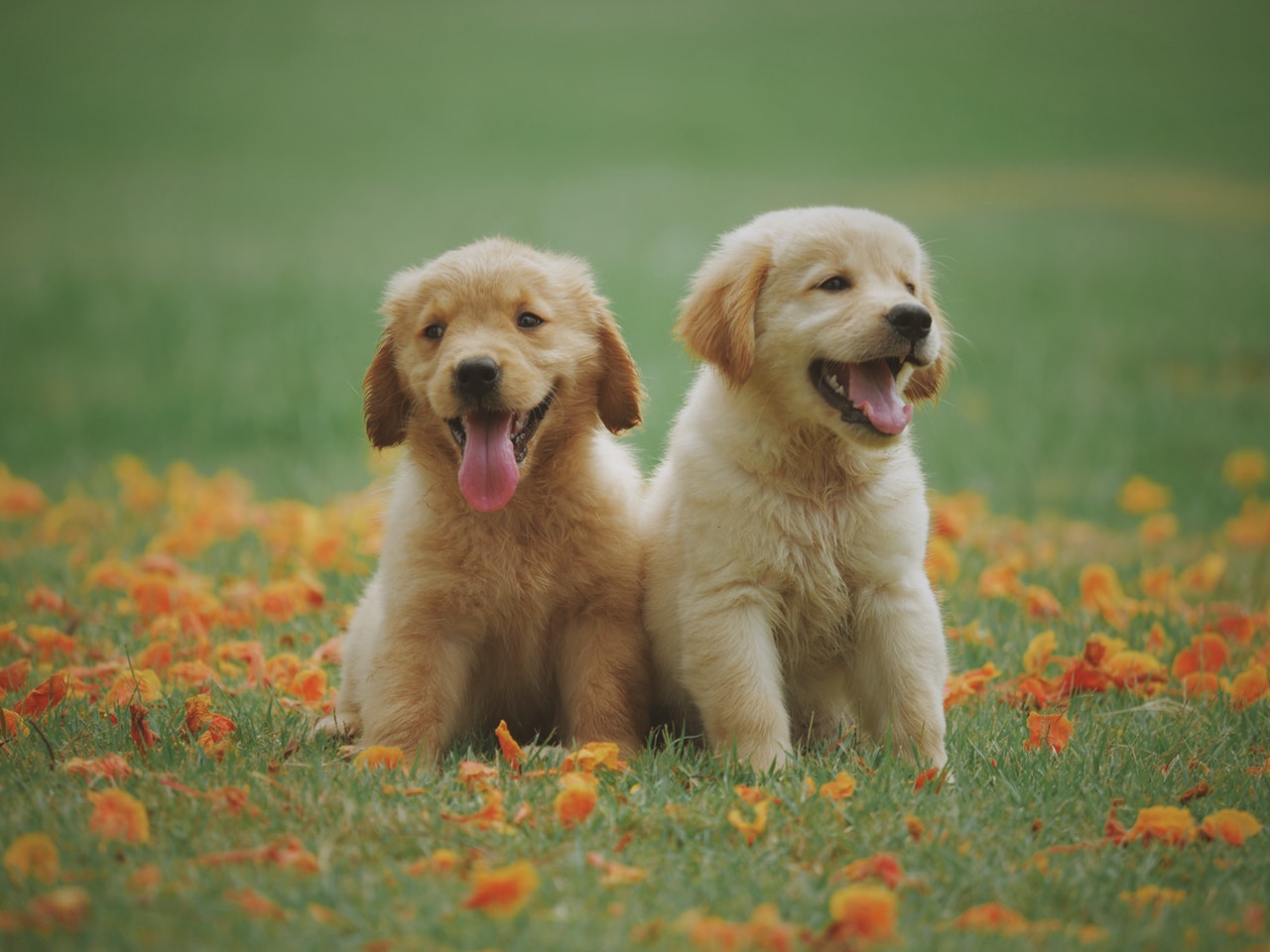 Air Bud Entertainment is looking for puppies to star in a new TV show