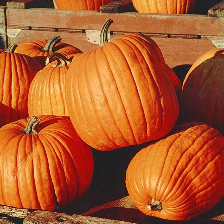 7 places to find the perfect pumpkin in and around Victoria
