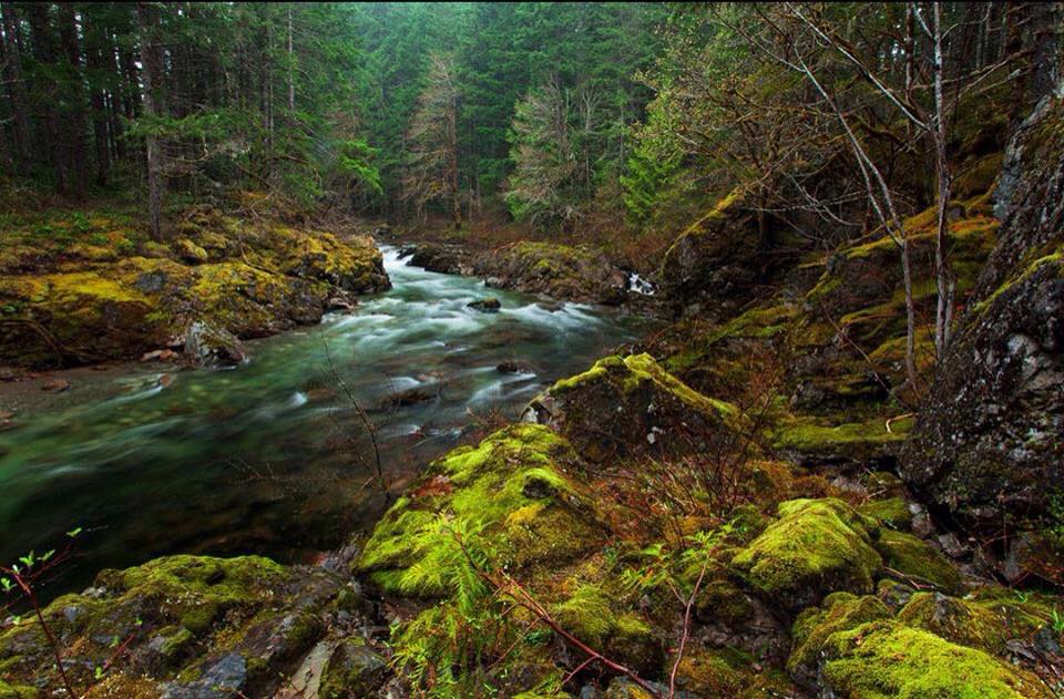 Province proposes closing Vancouver Island rivers to help fish de-stress