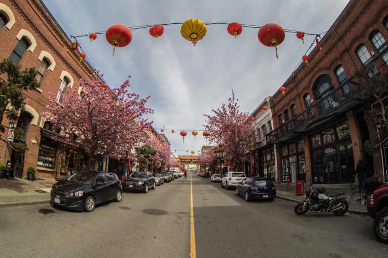 Your guide to the best cherry blossom spots in and around Victoria (PHOTOS)