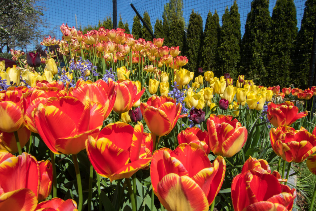6 photos of this year's blooms at Oak Bay's famous 'Tulip House' (PHOTOS)