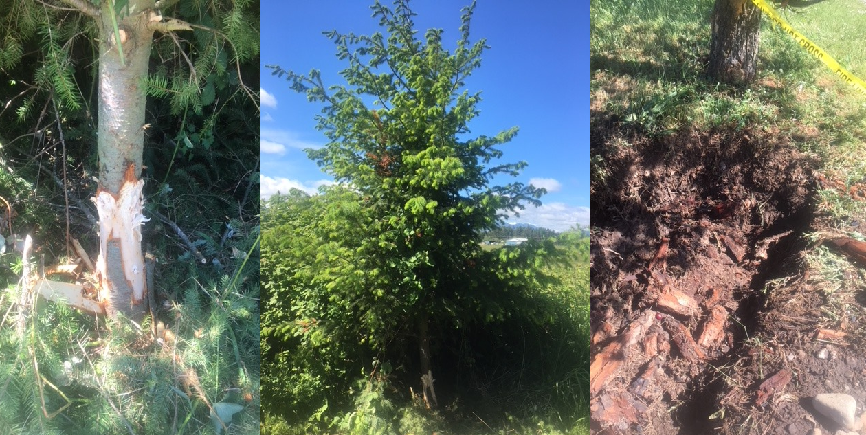 30 fir and pine trees deliberately destroyed by vandals on Vancouver Island