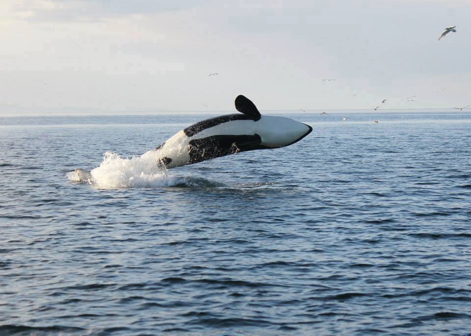 orca whale breaching
