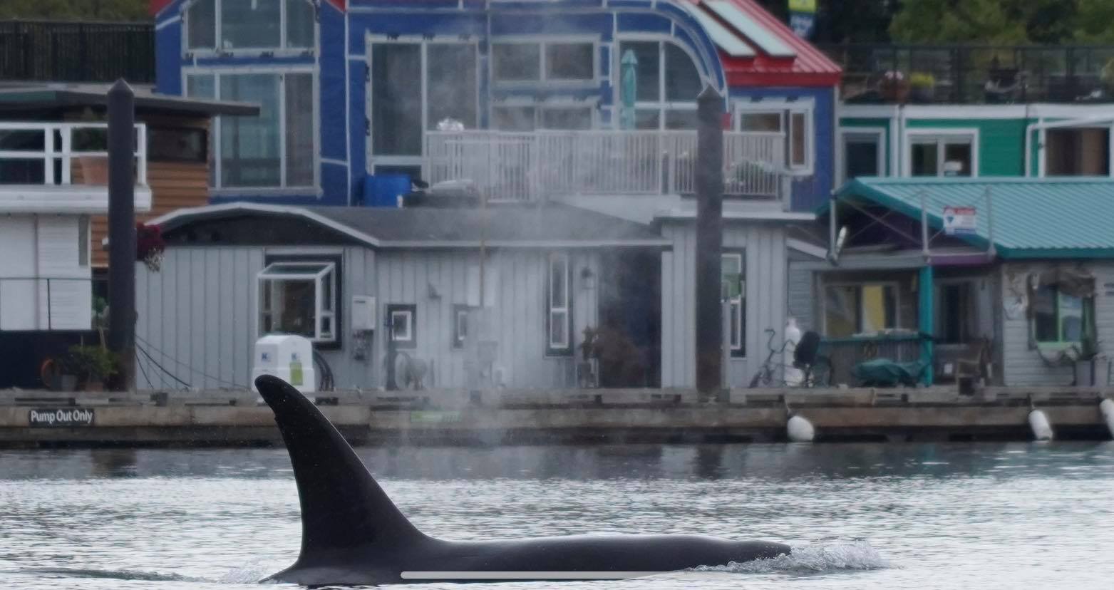 Victoria man films orca swimming through inner harbour Friday morning ...