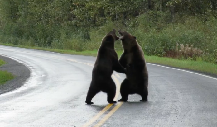Rare footage of two grizzly bears fighting in northern B.C. goes viral ...