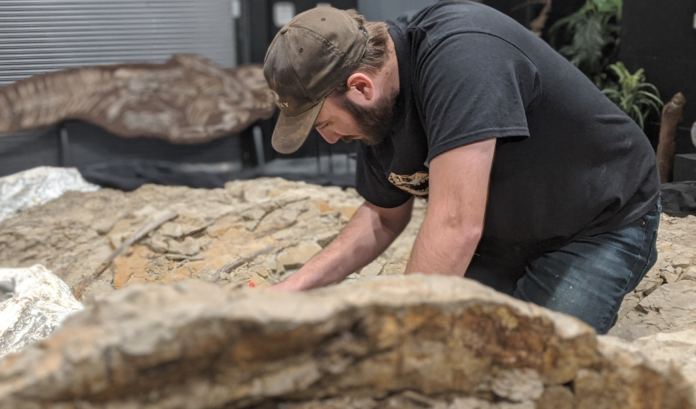 Victoria is now home to a massive triceratops skull with tooth embedded ...