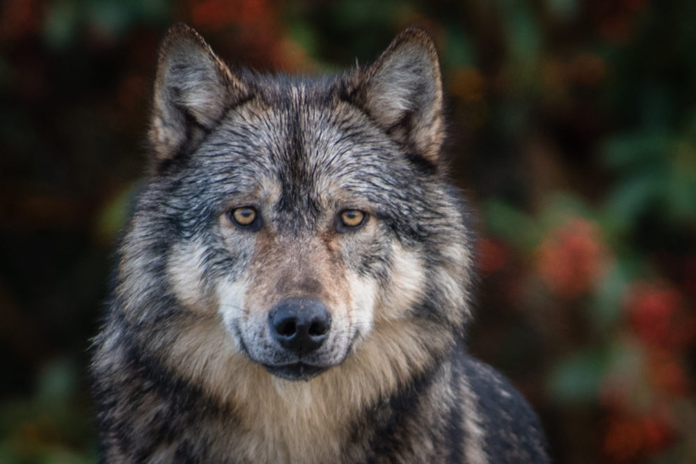 Discovery Island wolf Takaya shot and killed by hunters in Shawnigan Lake