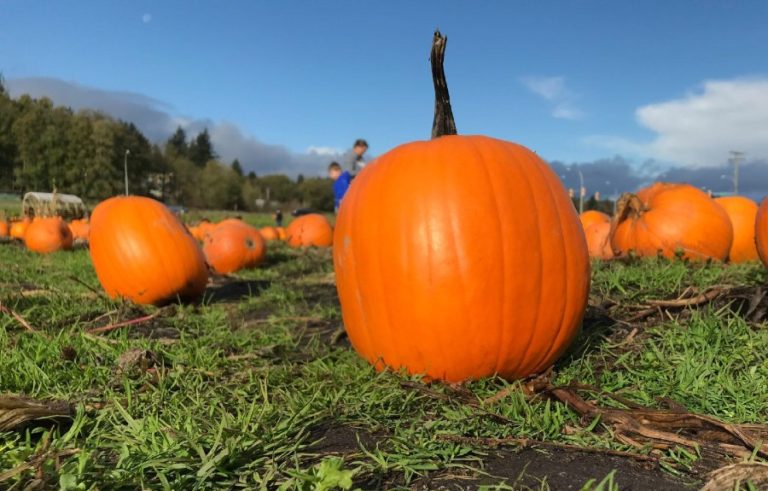 Here's where you can find the best pumpkin patches and corn mazes in ...