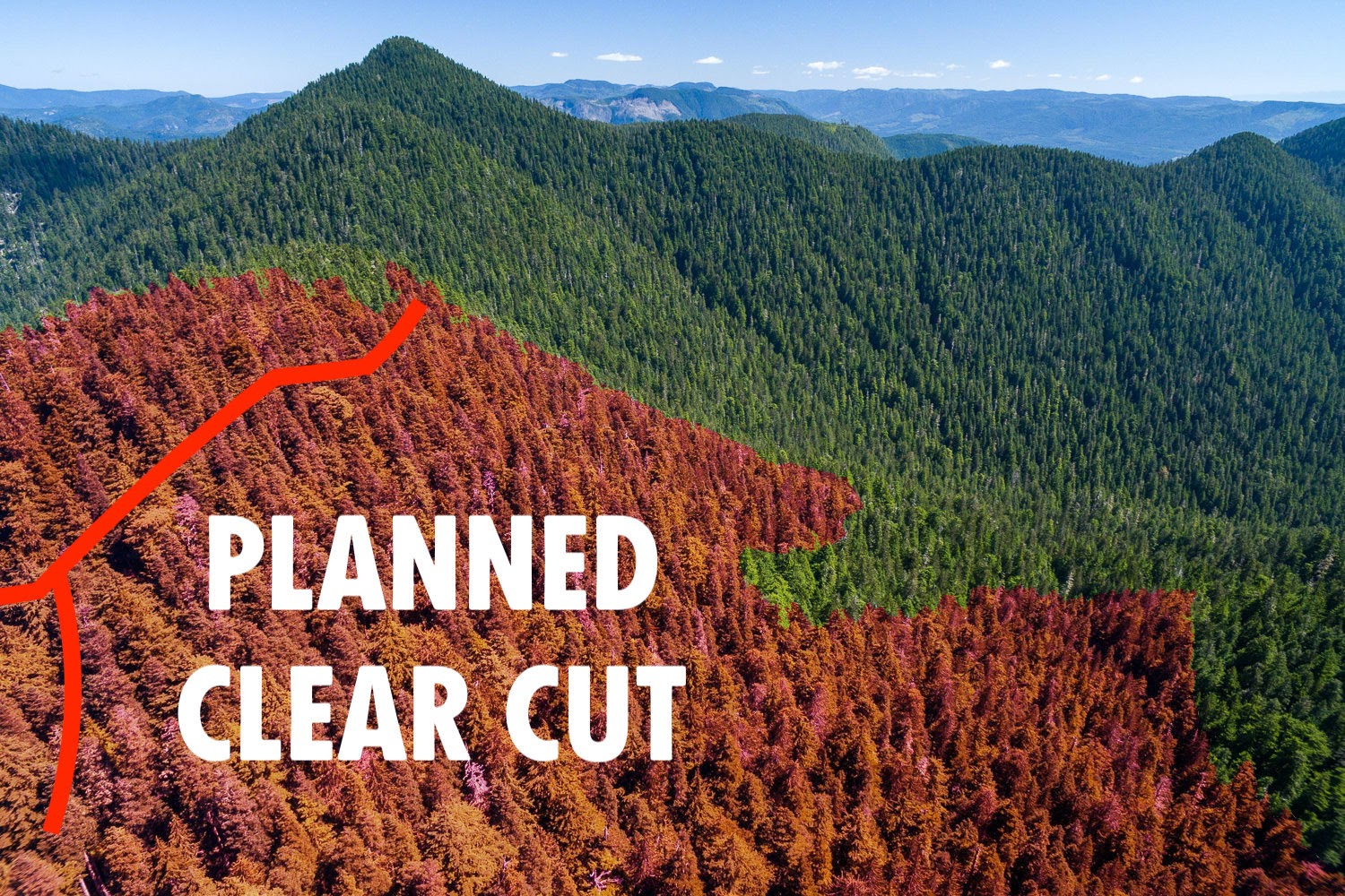 BC Supreme Court grants injunction for logging company to remove Fairy ...