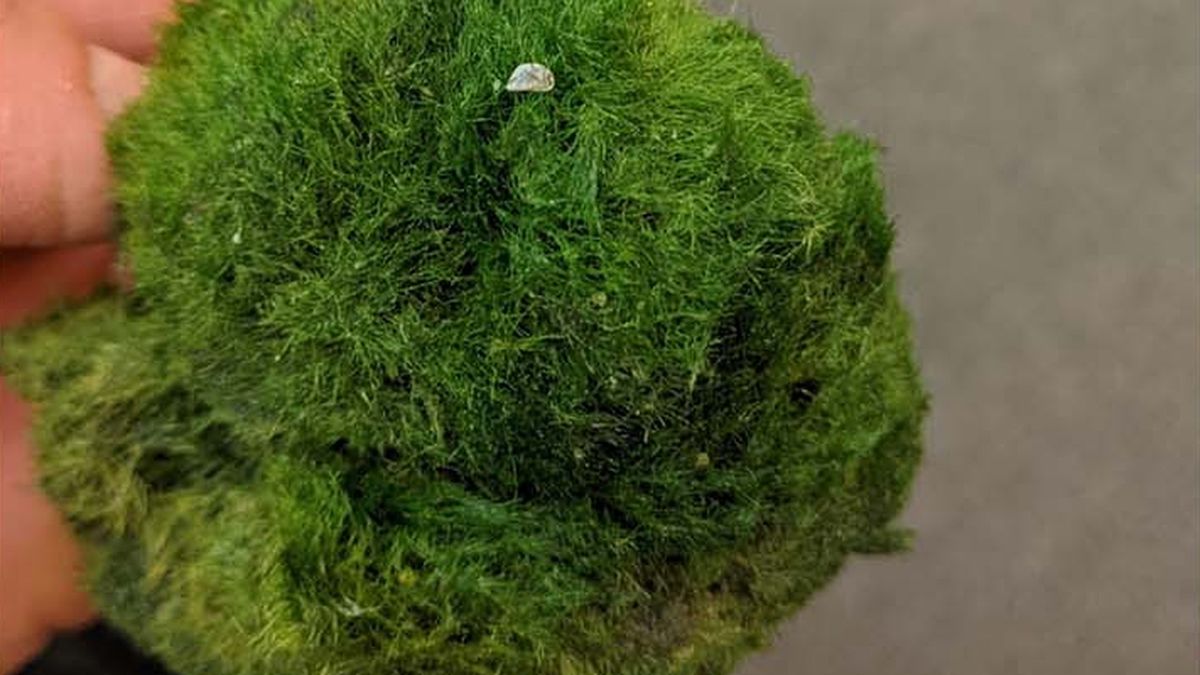 BC works to eradicate invasive zebra mussel infested moss balls