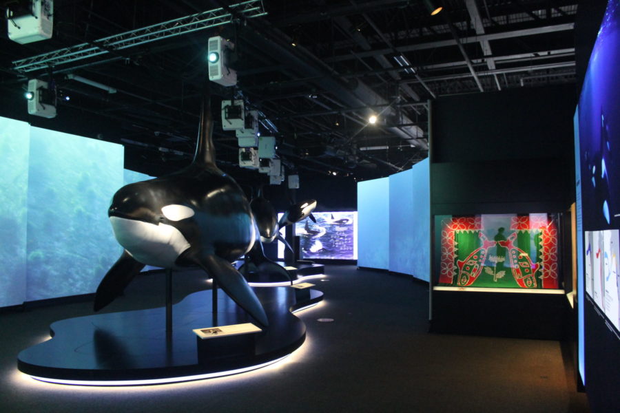 A whale of a tale: Orcas exhibition at Royal BC Museum opens to public