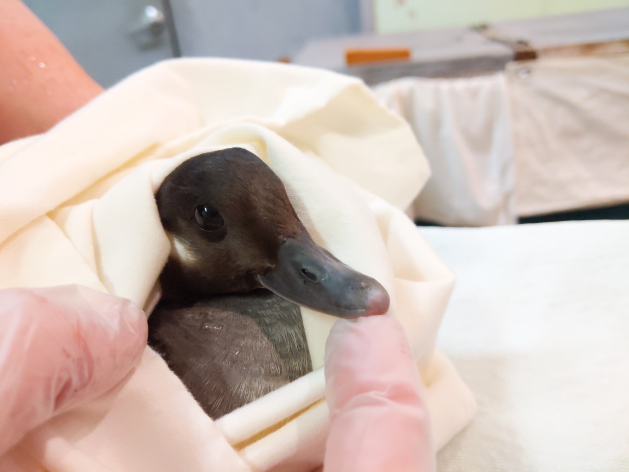 BC SPCA turns to online auction in place of annual spring fundraiser