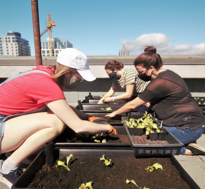 A unique rooftop vegetable garden has set up at a downtown Victoria shelter