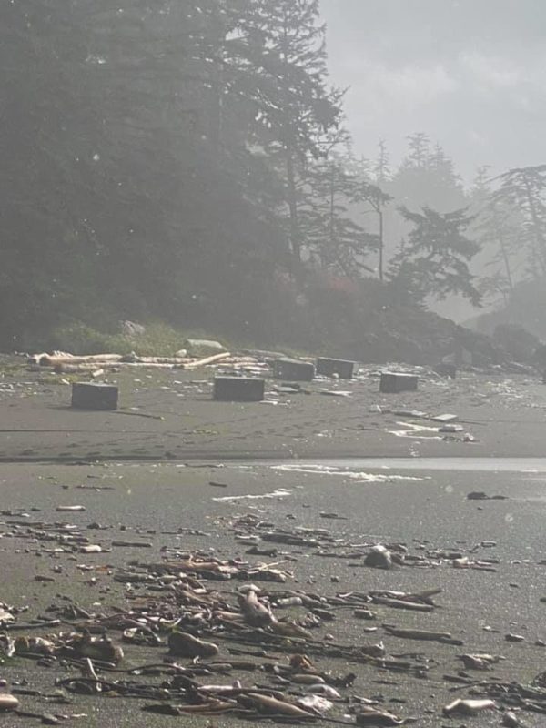 Items from shipping containers that fell off cargo ship found scattered ...