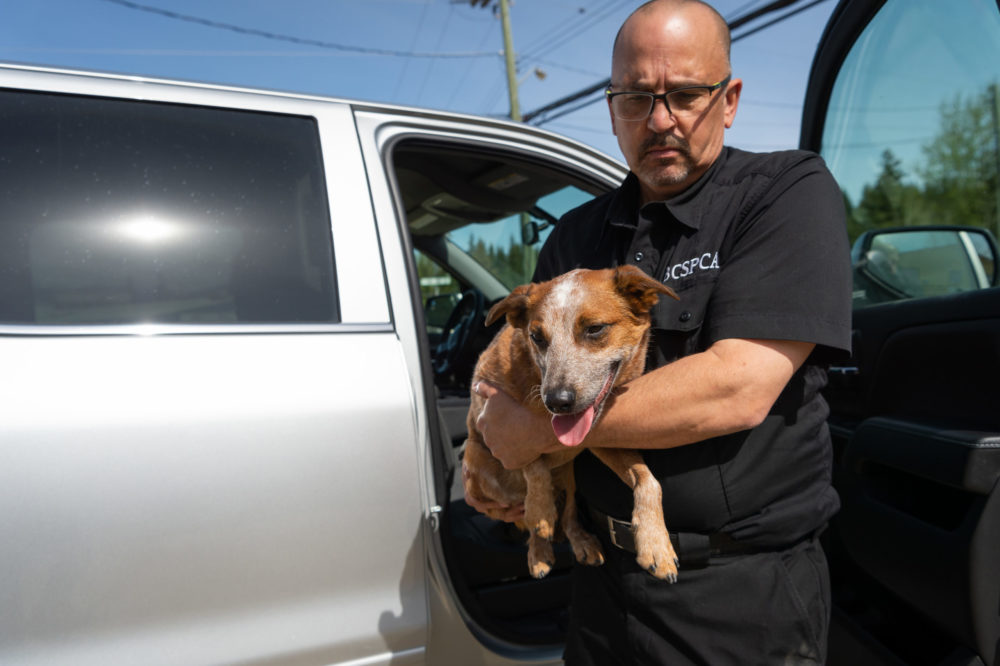 BC SPCA helped rescue a record number of animals across the province in ...