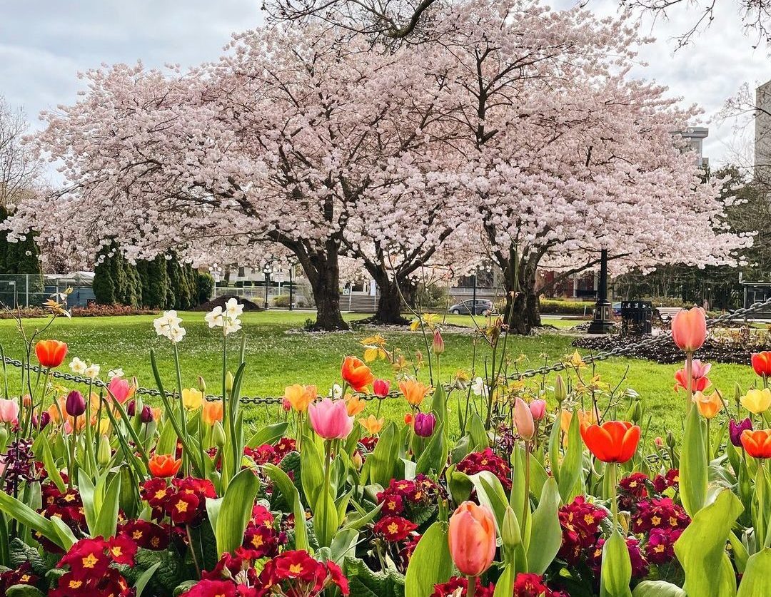 Annual Greater Victoria Flower Count sets record with over 86M blooms