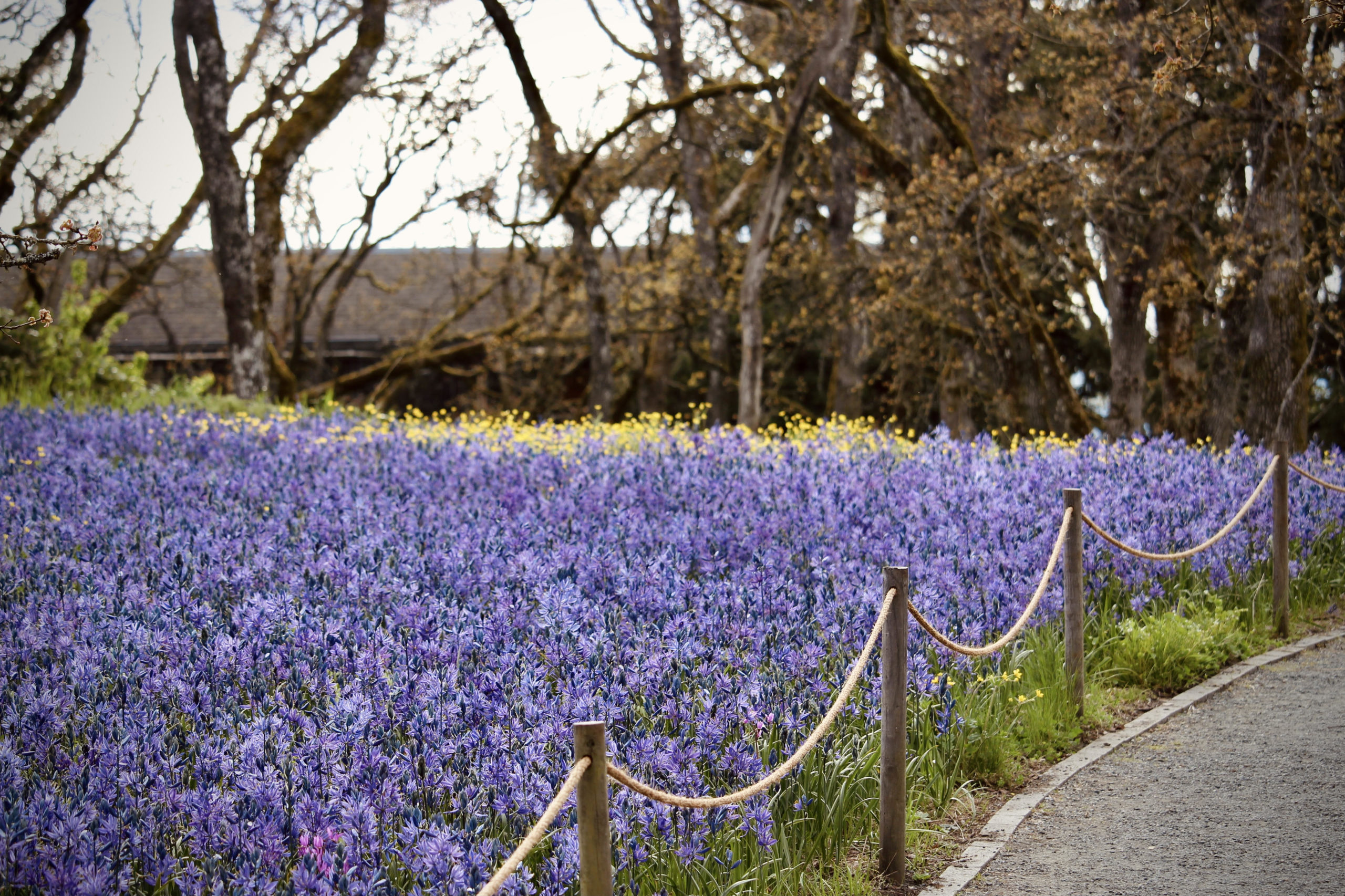 In full bloom: Camas add a pop of purple to this already stunning ...