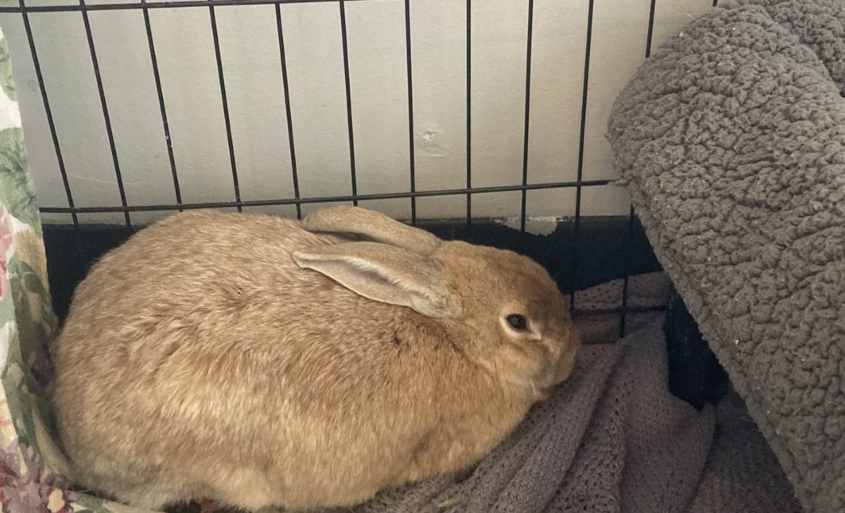 BC SPCA issues call for foster homes after nearly two dozen rabbits ...