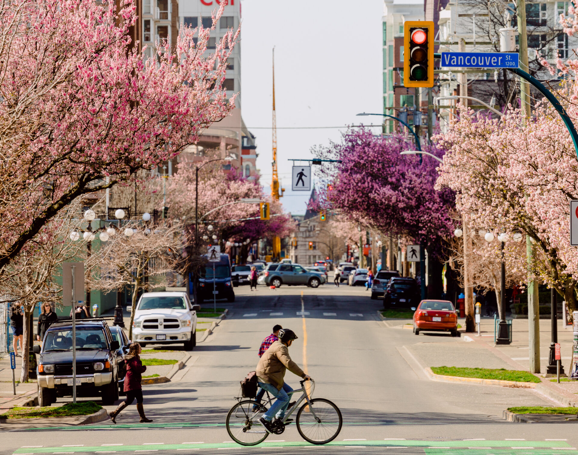 Here's where to find the best cherry blossoms in and around Victoria ...