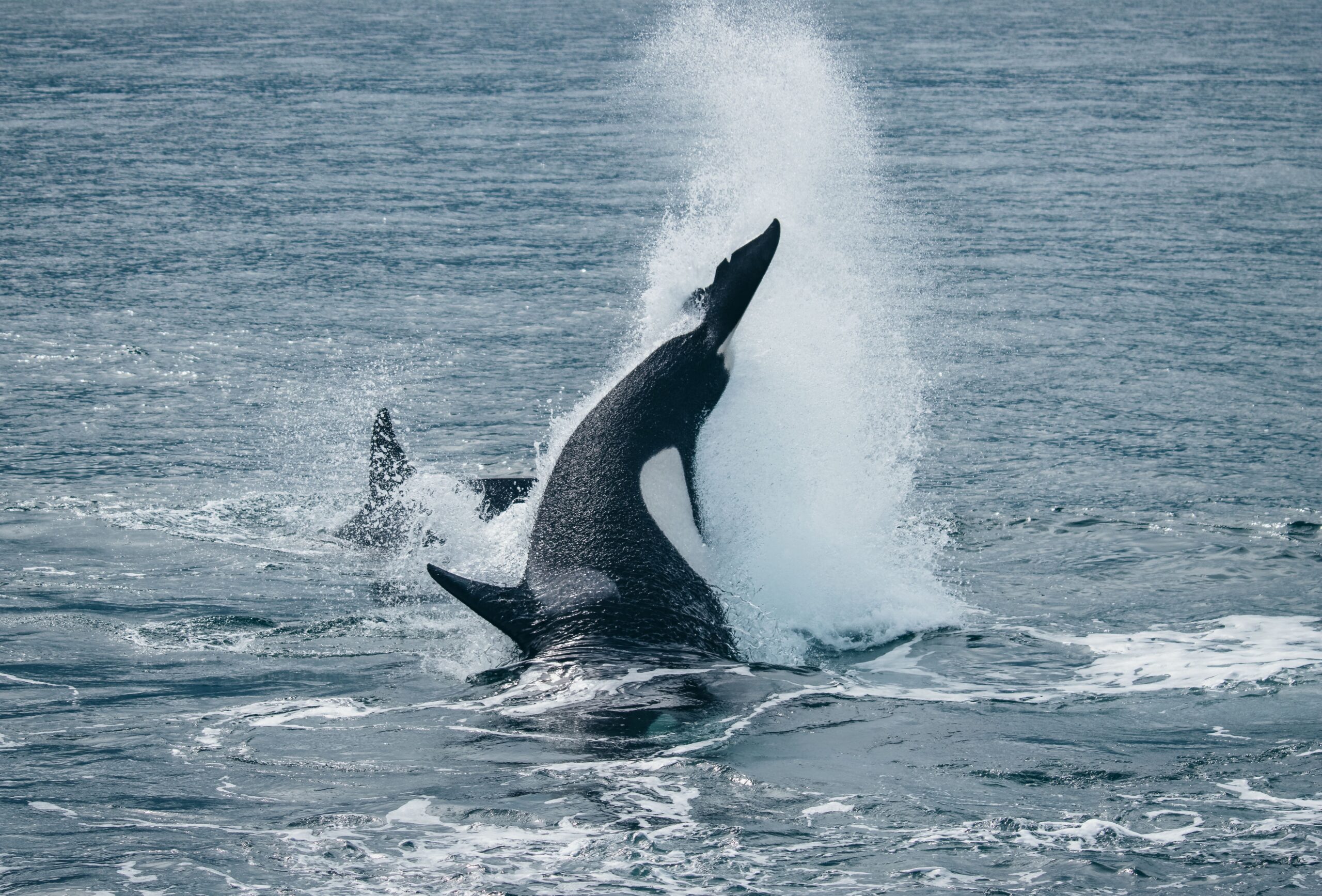 Celebrity Bigg’s killer whale ‘Chainsaw’ has returned to the Salish Sea ...
