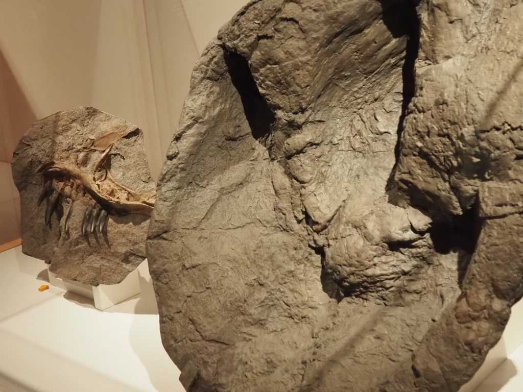 Vancouver Island fossils featured in Royal BC Museum's new dinosaur ...