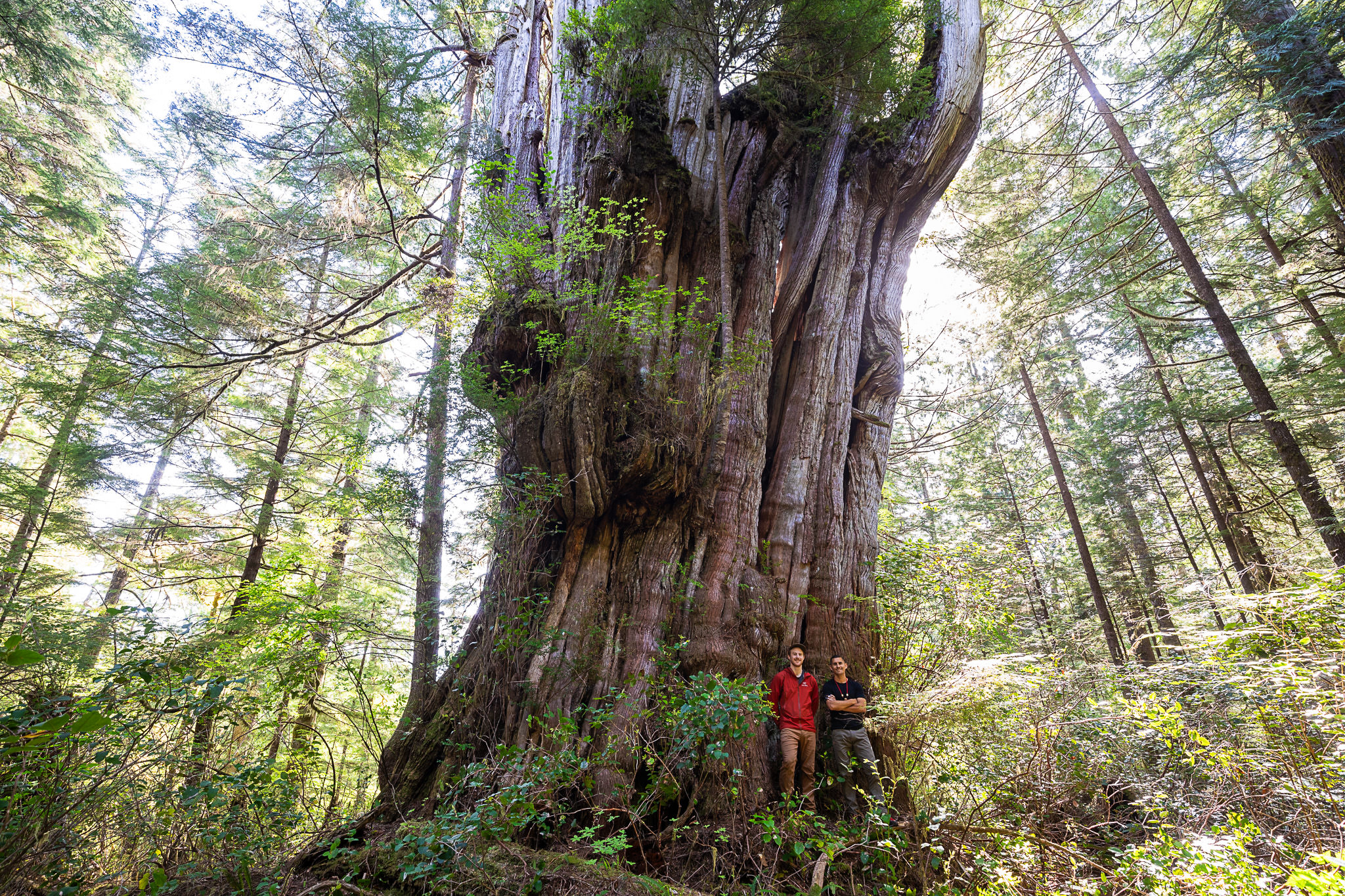 Some believe Canada’s most impressive tree was recently found near ...