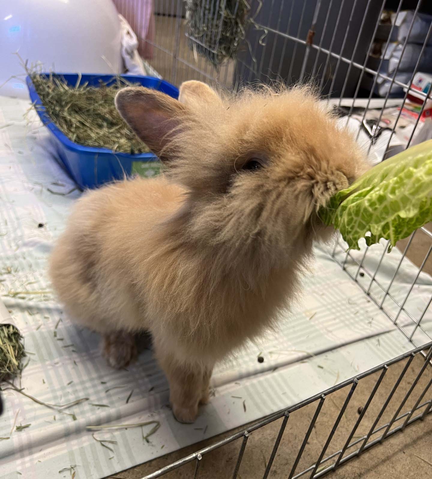‘It’s a bunanza’: BC SPCA offering half price on bunny adoption