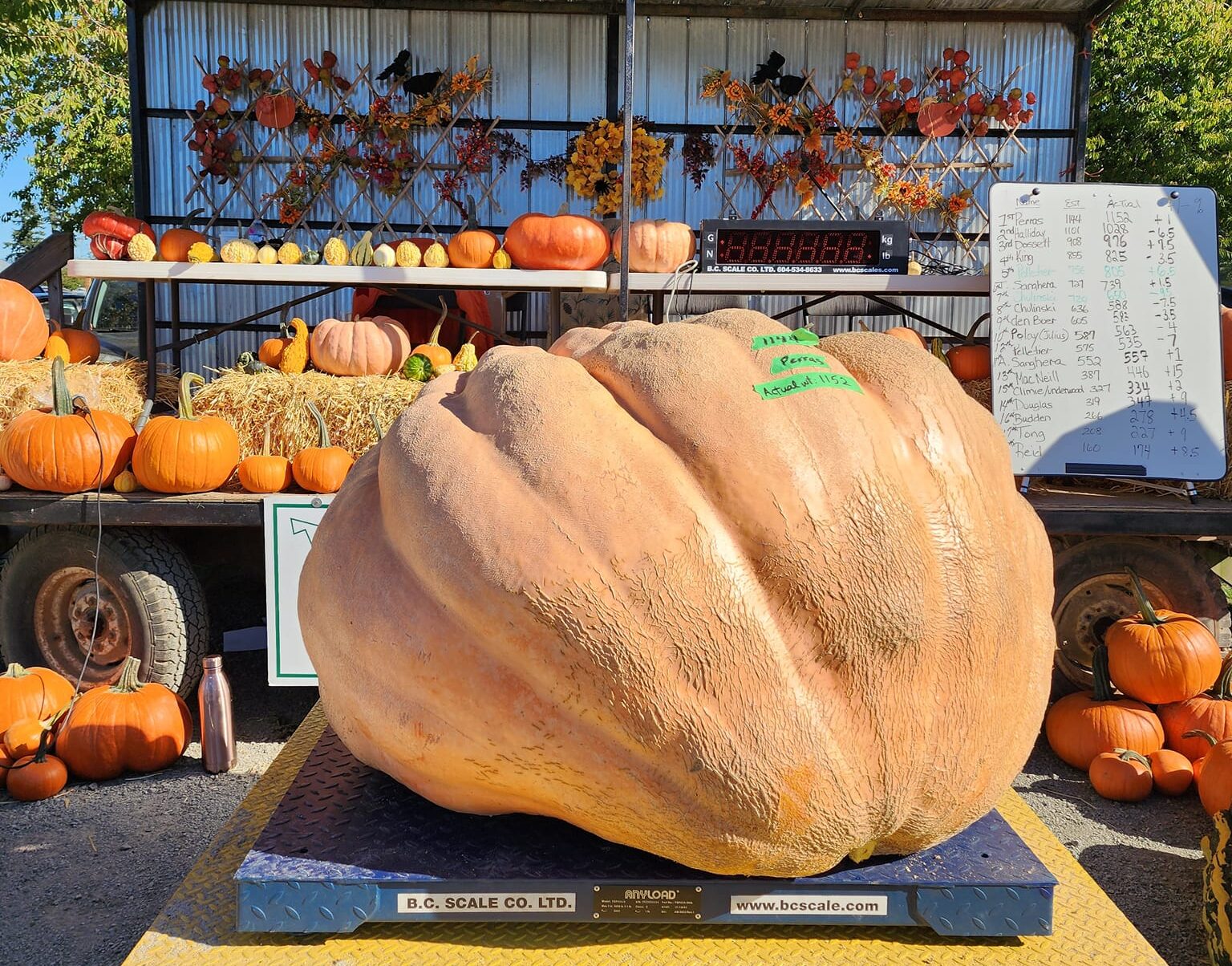 Simply gourd-geous: Vancouver Island pumpkin crowned largest in all of BC