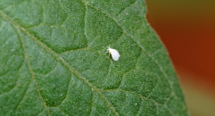 The invasion of tiny whiteflies in Greater Victoria: understanding the ...