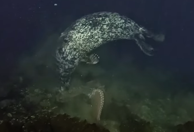 Ocean wars: Vancouver Island diver captures battle between seal and ...