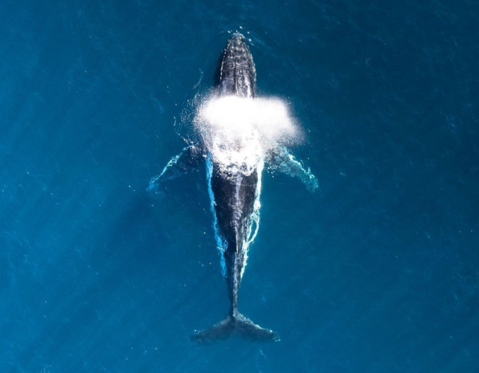 What to know about the Pacific Rim Whale Festival happening in Tofino